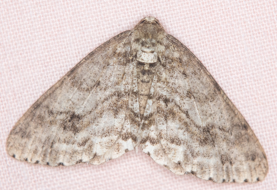 Moth Breakfast - News - St Michael the Archangel - A Church Near You