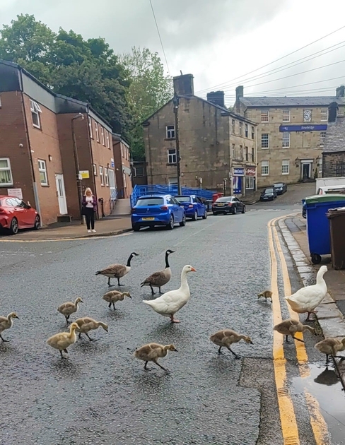 Ducks, Geese and more .... - News - St Paul's Church. Ramsbottom - A ...