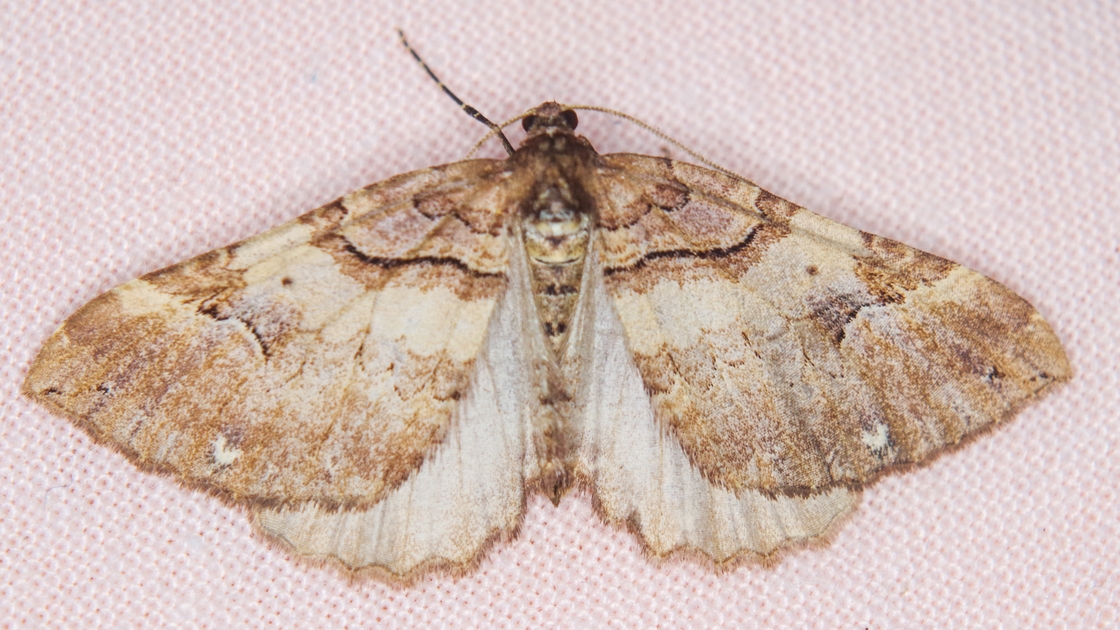 126 moth species now recorded in churchyard - News - St Michael the ...