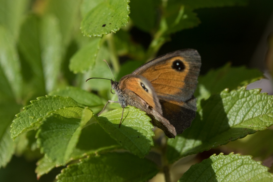 A Flutter of Butterflies - News - Little Burstead: St Mary the Virgin ...