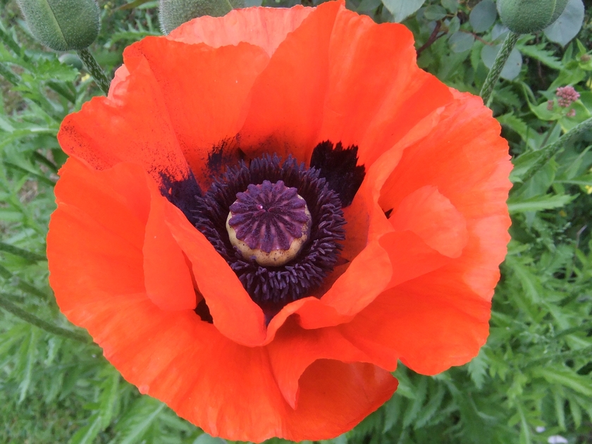 Reflection: Remembrance Sunday, 9th November, and for the week ahead ...
