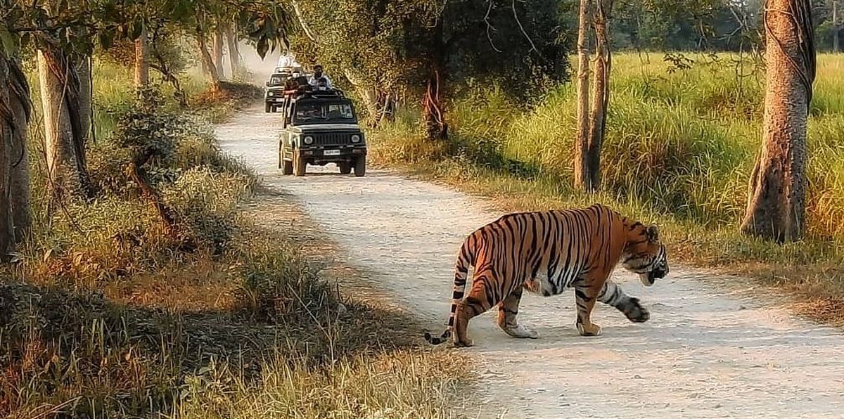 Tea, Tigers & Mother Teresa - Rector to lead a small group tour to ...