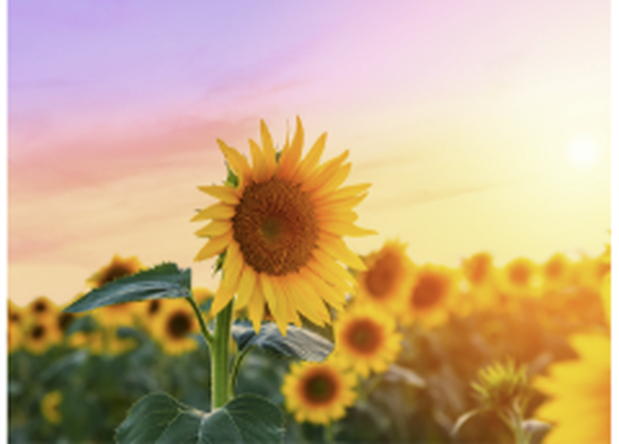 July church diary - News - Barrow-upon-Soar: Holy Trinity - A Church ...