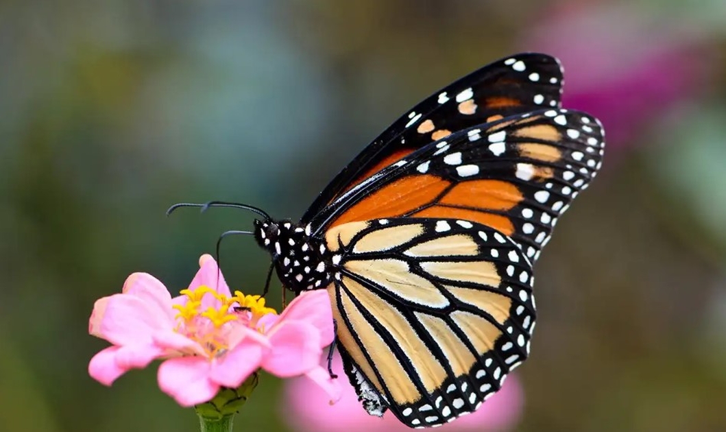 No Mow May - News - St John the Baptist, Cottered - A Church Near You